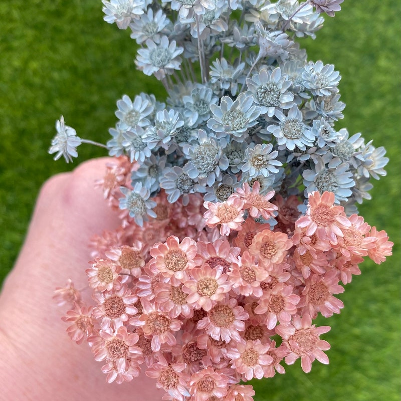 Blue Dried Flowers - Etsy