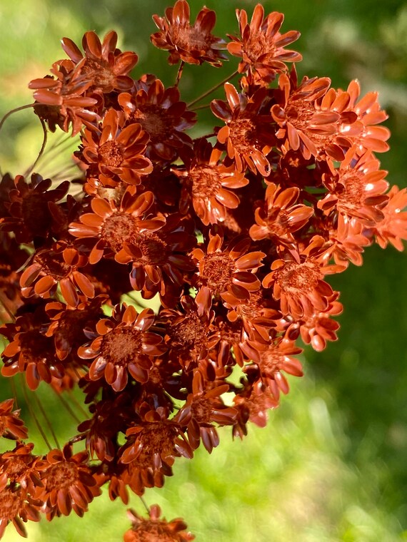 Terra-cotta Colored Dried Star Flowers 100 Stems - Etsy
