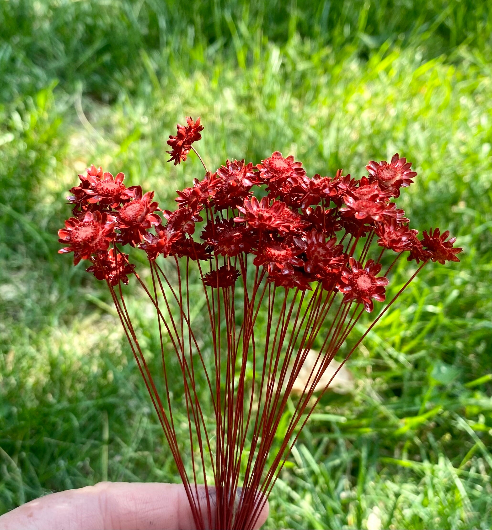 Farmhouse Red Star Flowers 100 Stems 100 Stems - Etsy