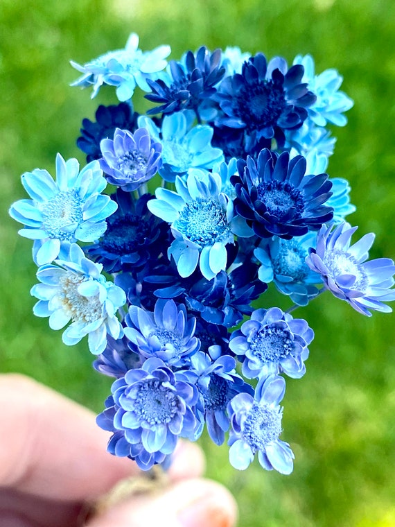 Blue Spider Flower
