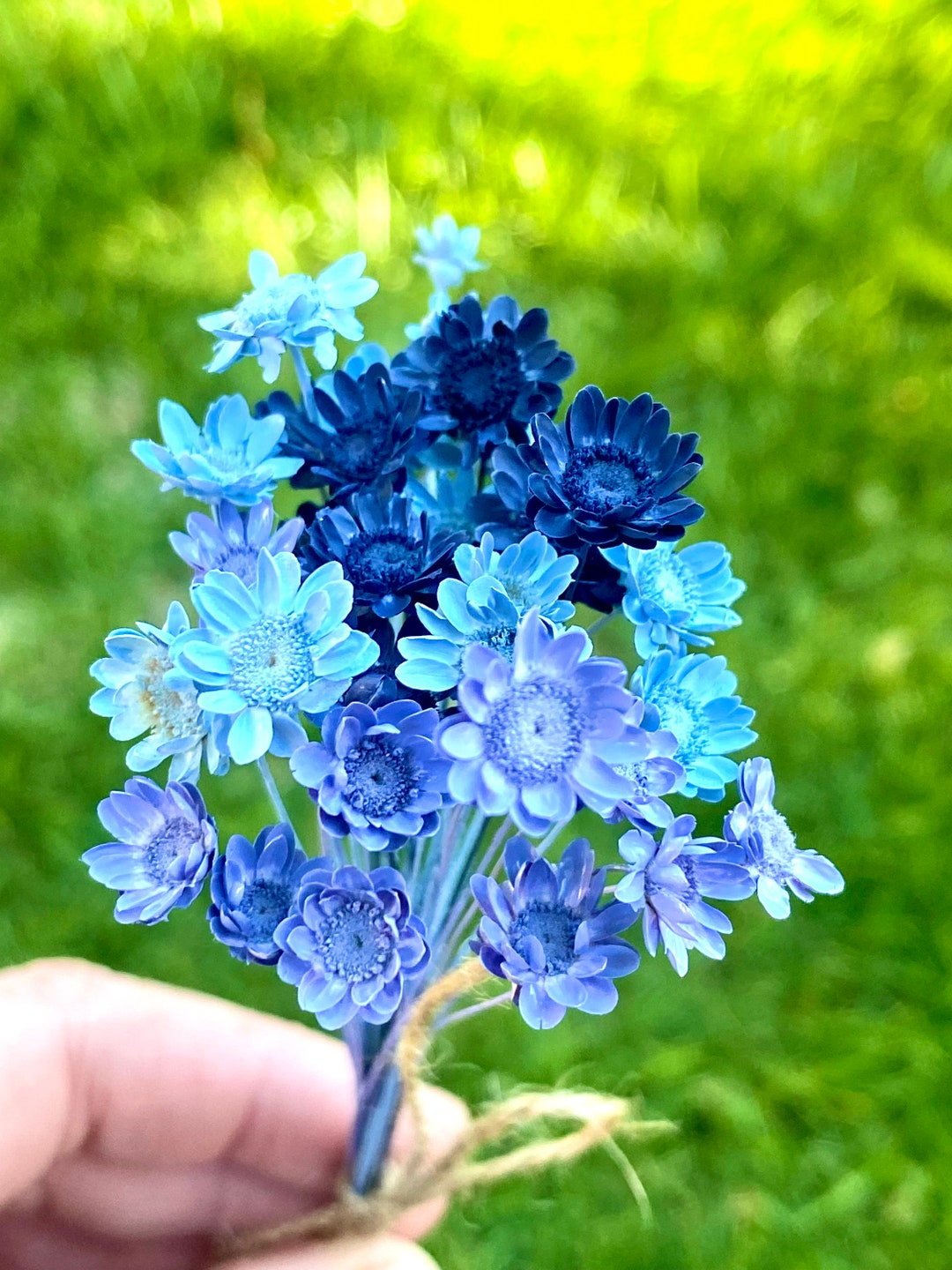 New Color Combination Periwinkle, Cobalt Blue and Lavender Star Flowers ...