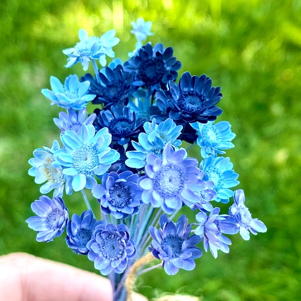 Lavender Periwinkle - Etsy