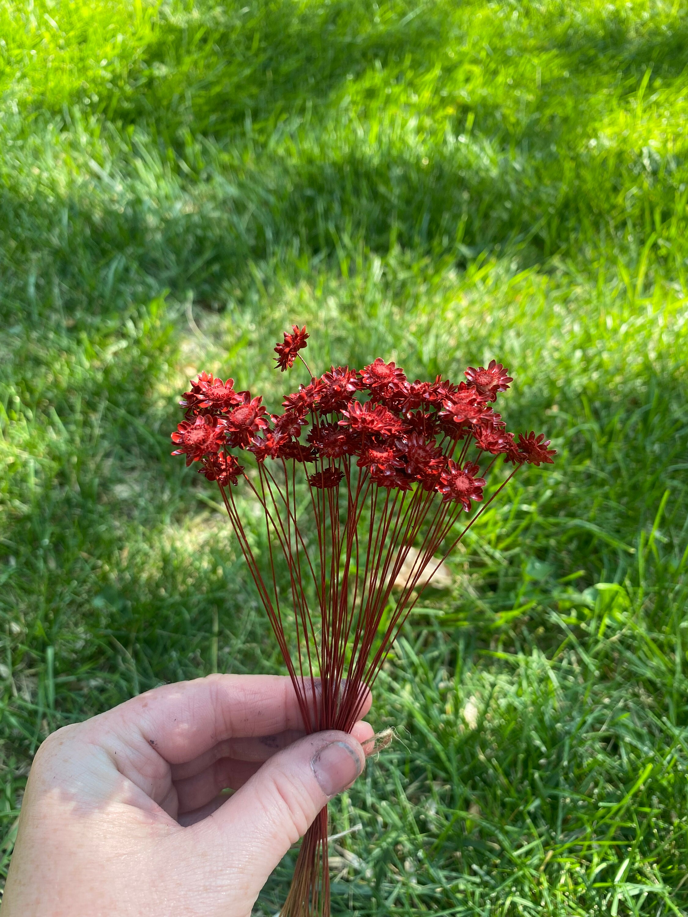 Farmhouse Red Star Flowers 100 Stems 100 Stems - Etsy