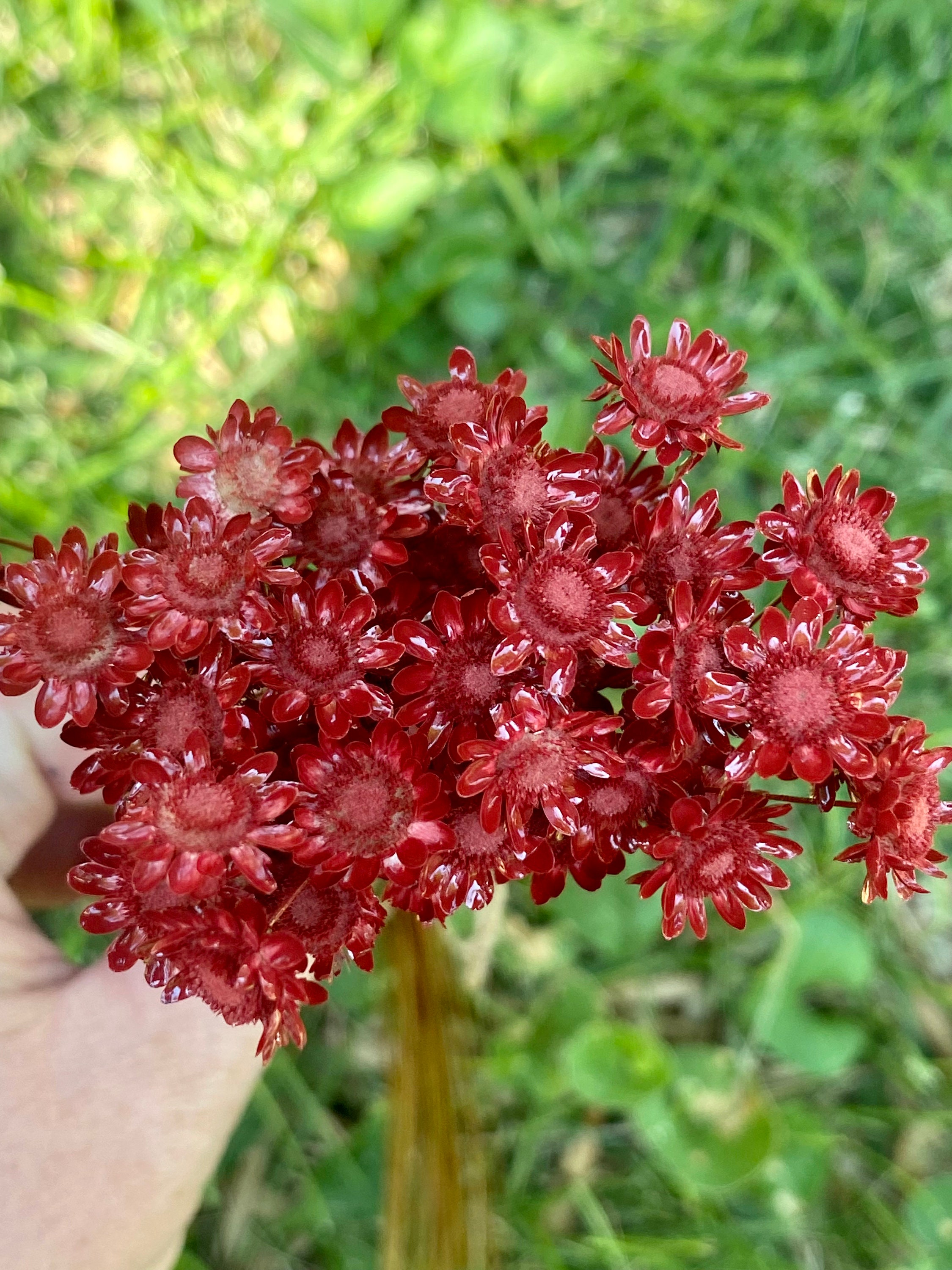 Farmhouse Red Star Flowers 100 Stems 100 Stems - Etsy