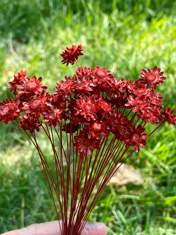 Farmhouse Red Star Flowers 100 Stems 100 Stems - Etsy