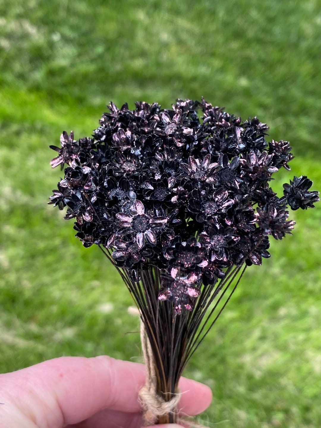 Black Fire Pearlescent Star Flowers 100 Stems - Etsy
