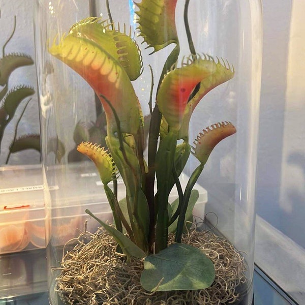 Venus Flytrap - Etsy