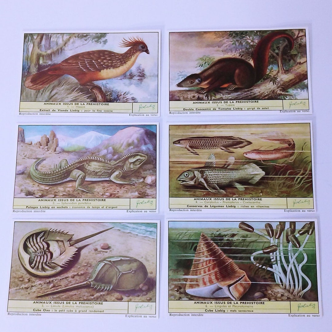 Vintage Trade Cards 1959 Liebig Animaux Issus De La Prehistoire French ...