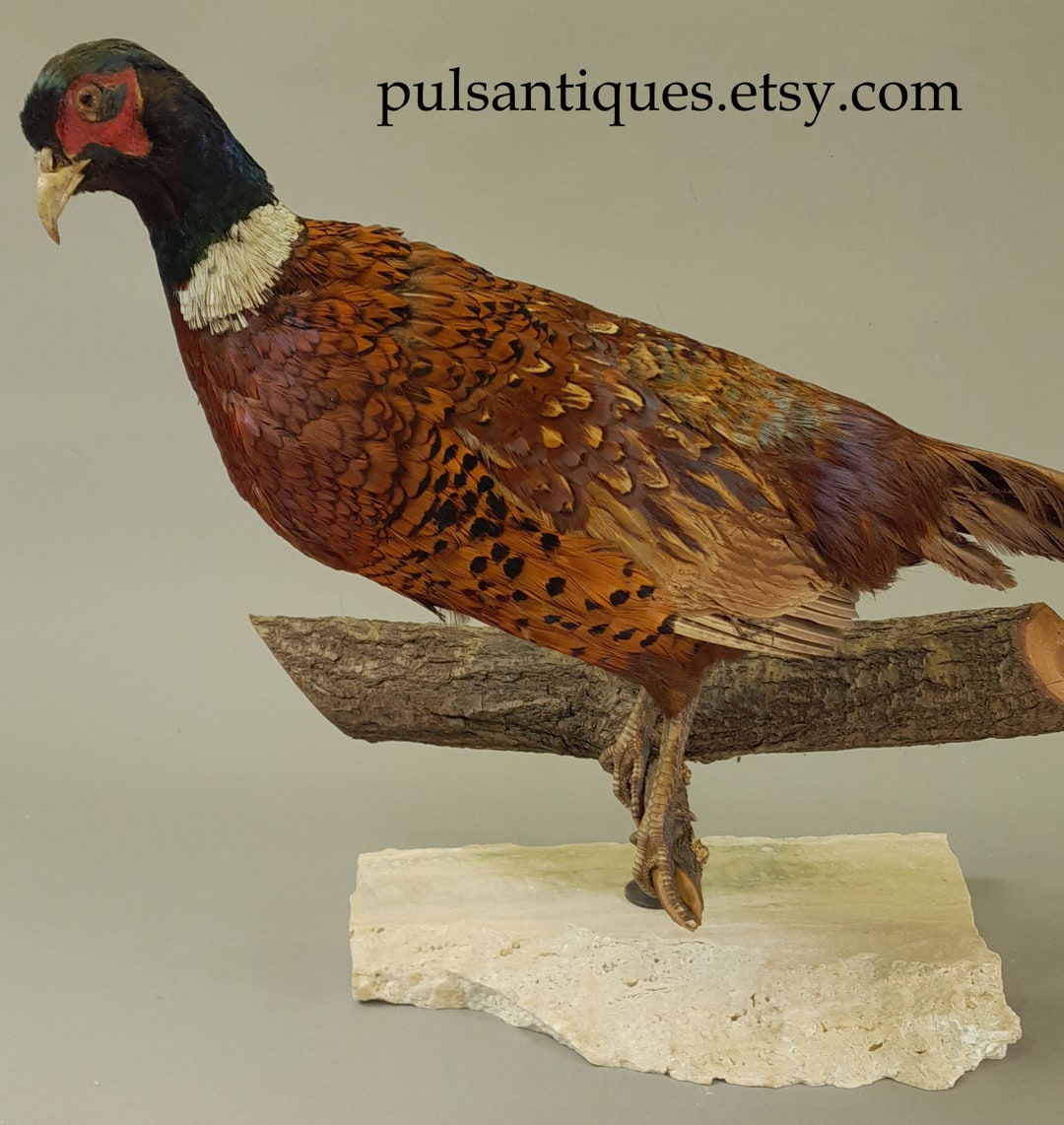 VINTAGE Mid-century TAXIDERMY PHEASANT - Etsy