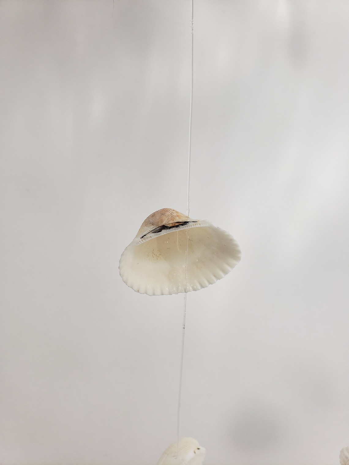 Handmade Driftwood and Sea Shell Mobile, Sea Shell Wall Art, Driftwood ...