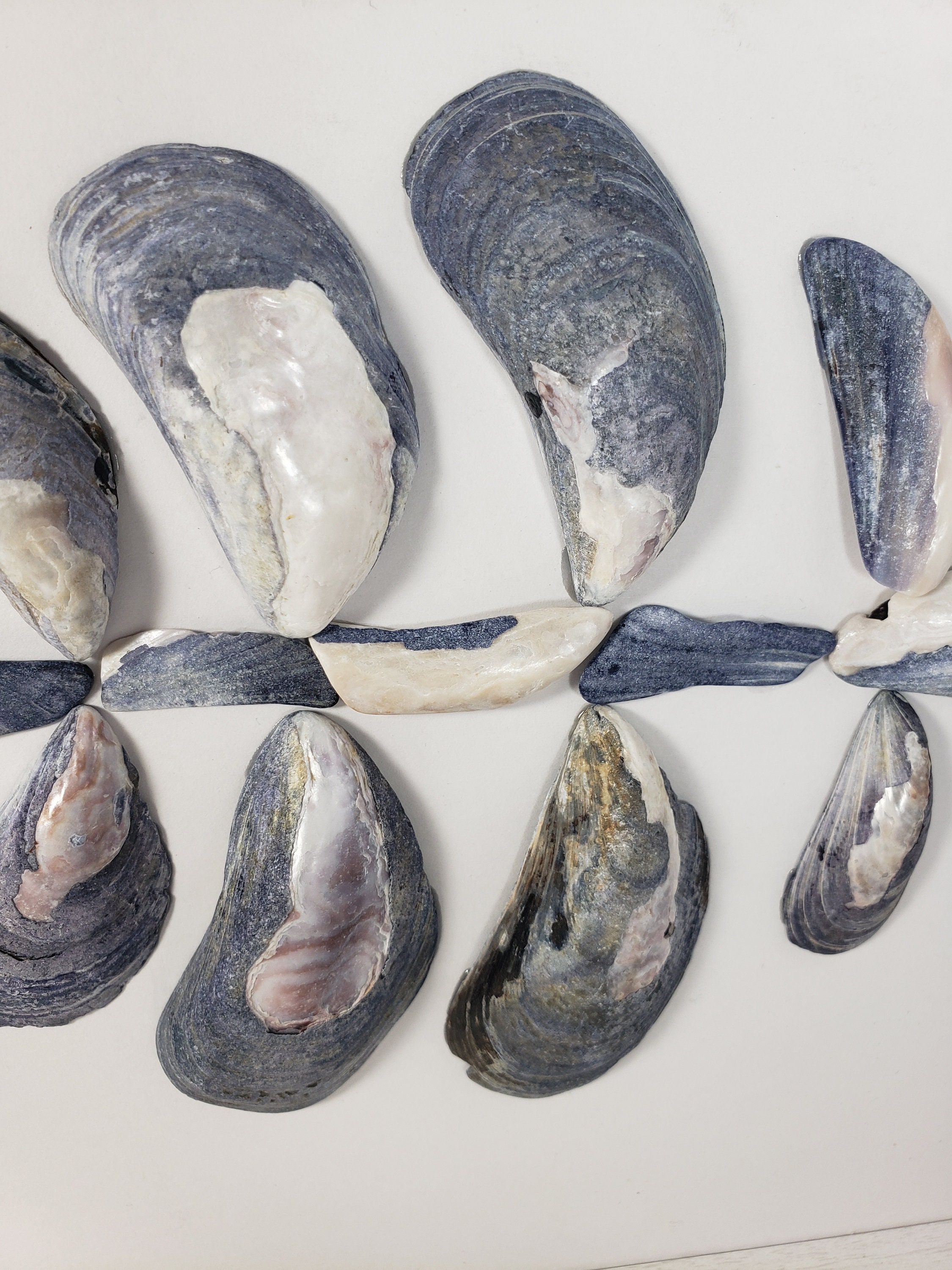 Handmade Shell Craft, Shell Fish Picture, Framed Fish Craft, Shell Art ...