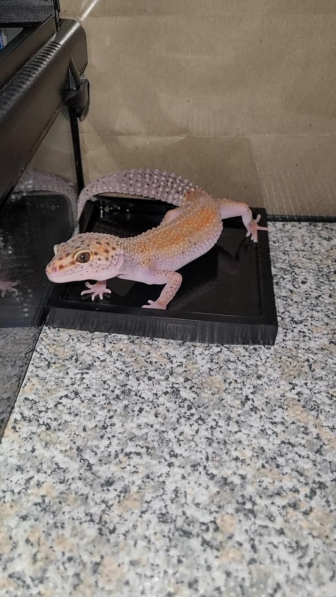 Leopard Gecko Poop Tray or "litter Box" - Etsy