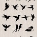 110 Wild Bird Svg Bundle North American Birds Svgsvg - Etsy