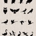 110 Wild Bird Svg Bundle North American Birds Svgsvg - Etsy
