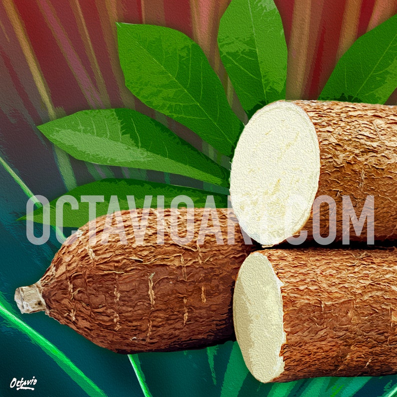 Cassava or Yuca: Puerto Rico Caribbean Perfect for Kitchen - Etsy