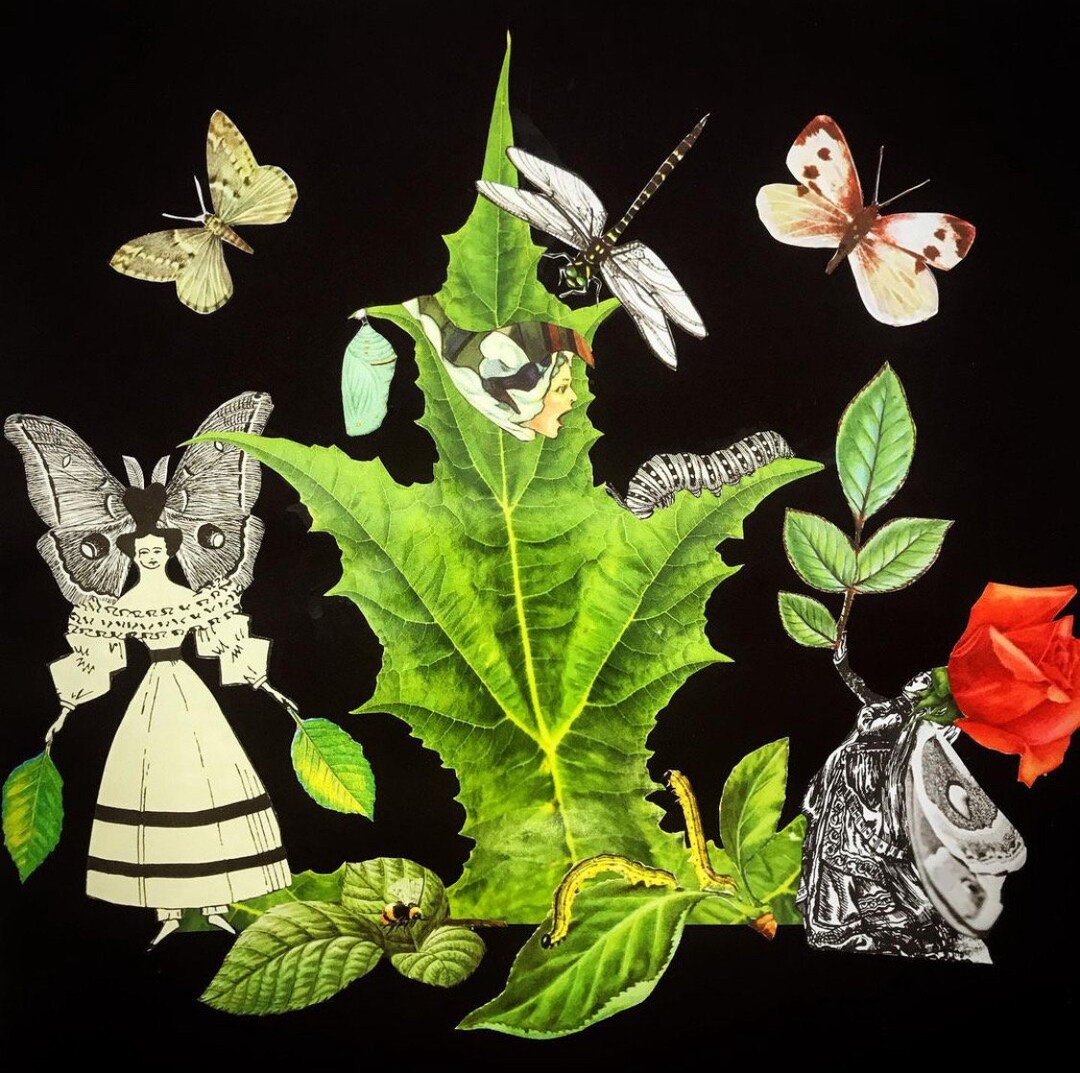 Collage Art Print butterfly Life Cycle - Etsy
