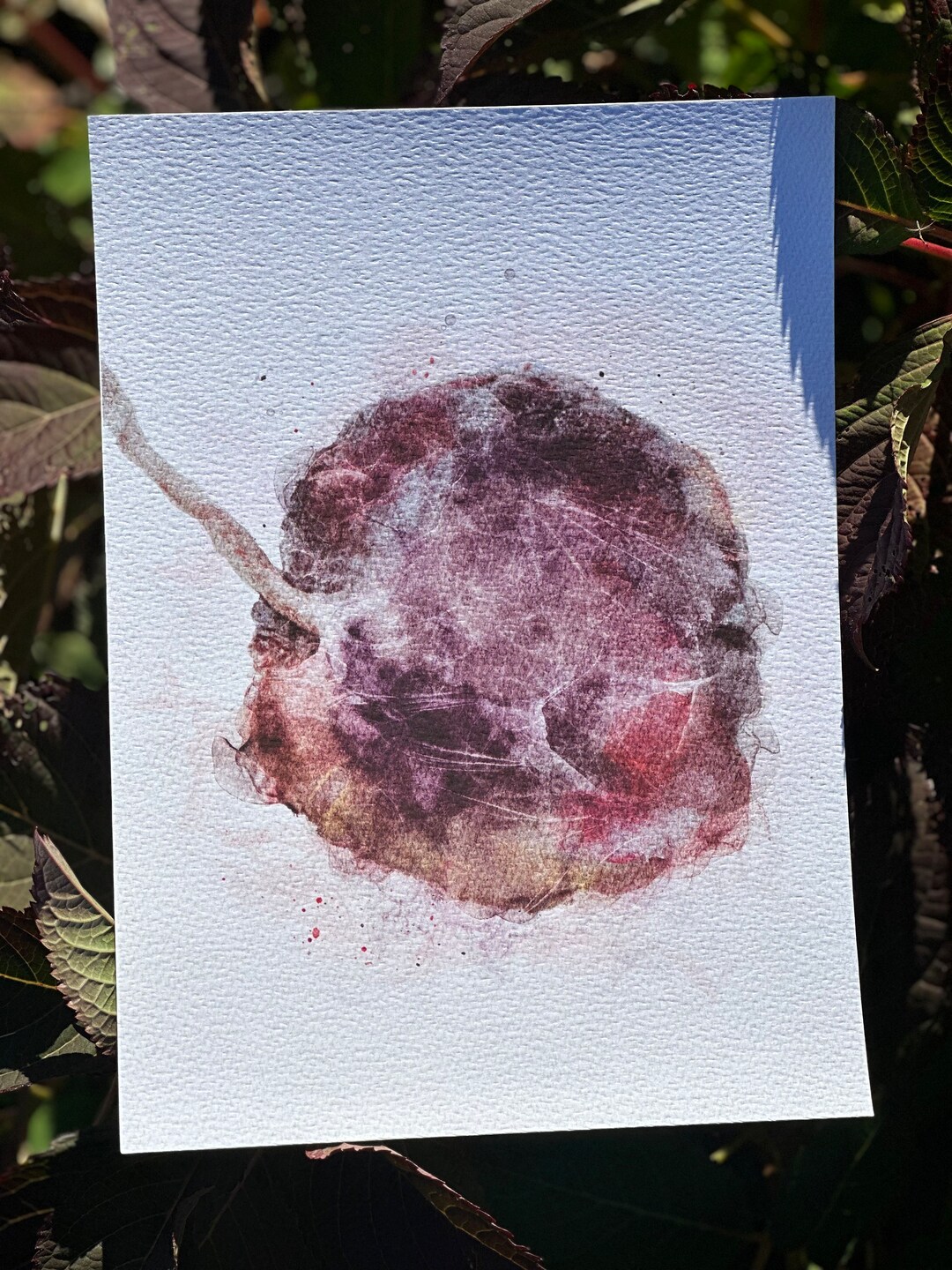 Premium Placenta Watercolor Painting Print, Placenta Art, OBGYN Gift ...