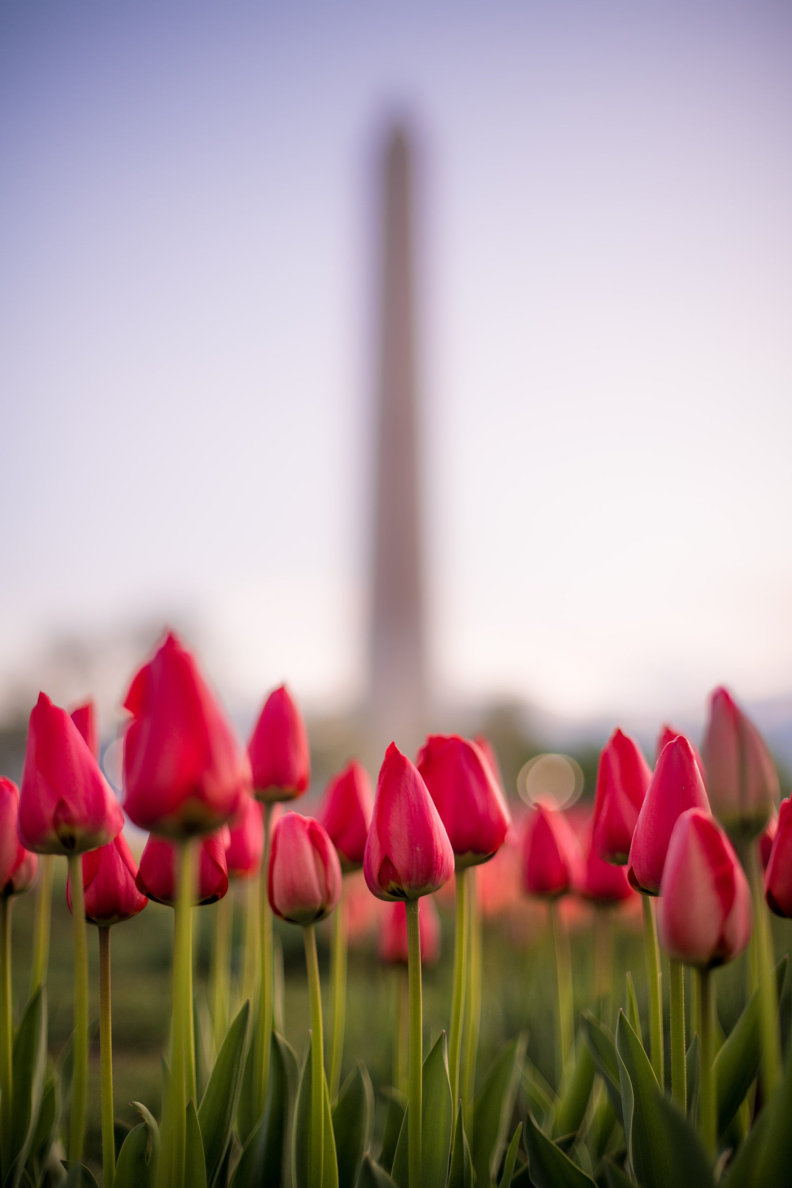 Travel Photography, Spring Flower Photo, Washington Monument Print ...