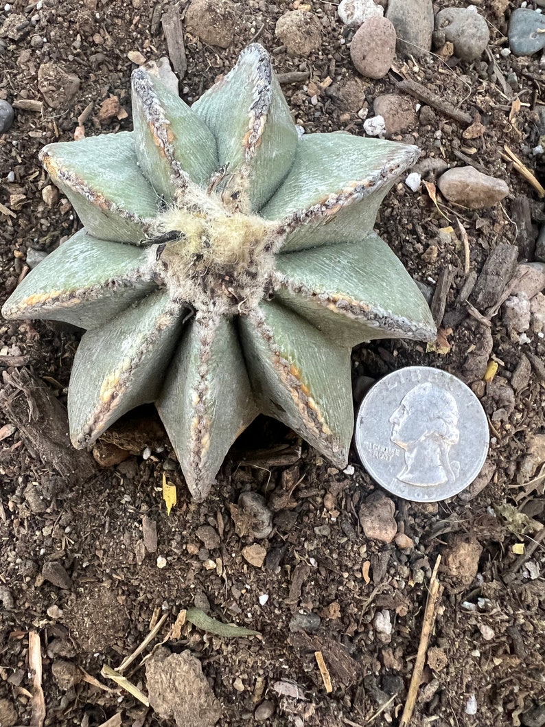 2 aztekium Hintonii - Etsy