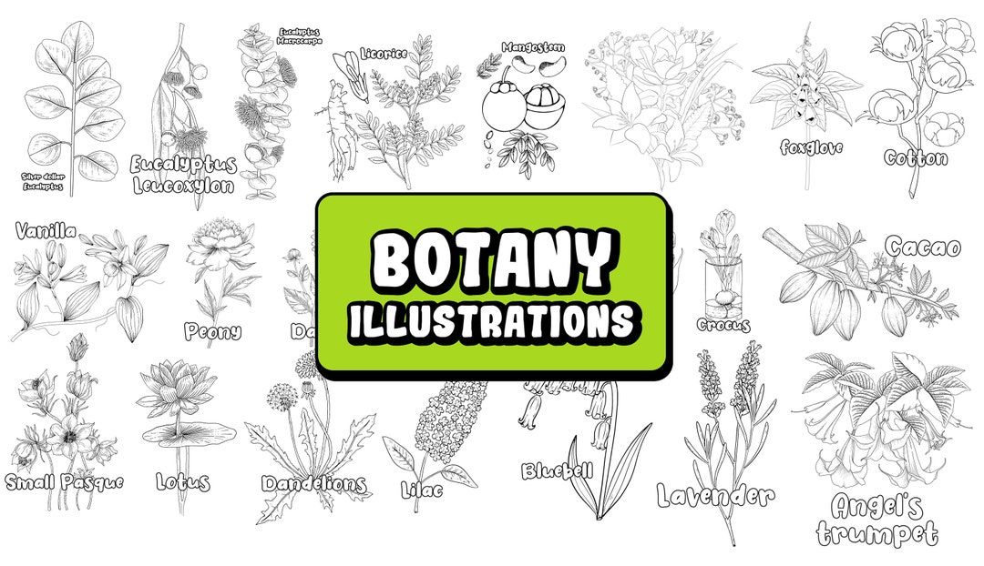 Hand Drawn Botany Illustrations Flowers, Instant Download ( Editable ...