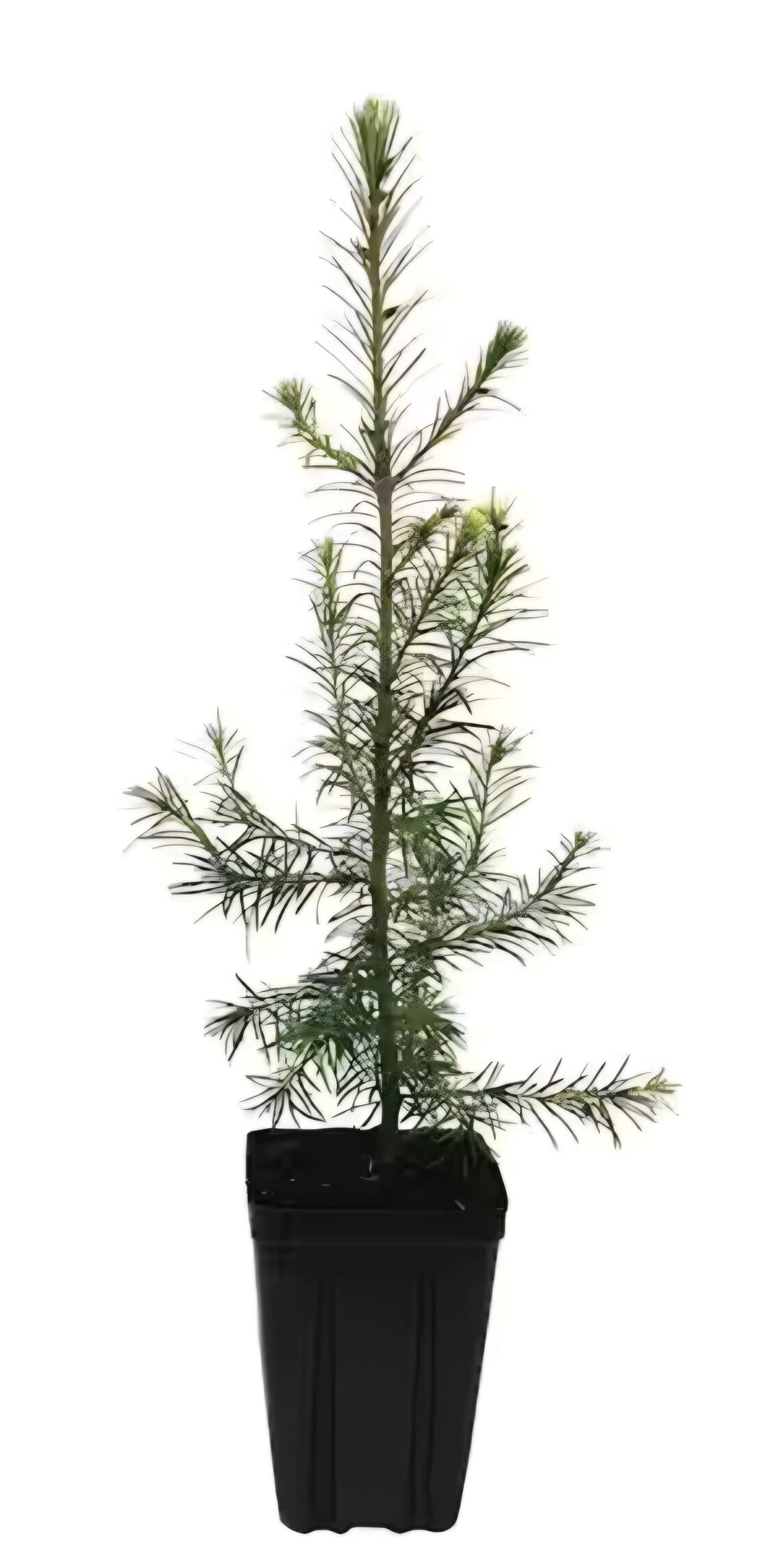 Elf on Shelf Activity Christmas Tree Grow Kit Comes With Short Story ...