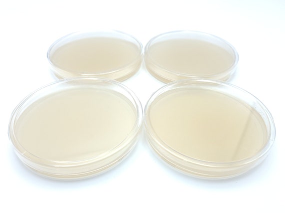 Agar Plate