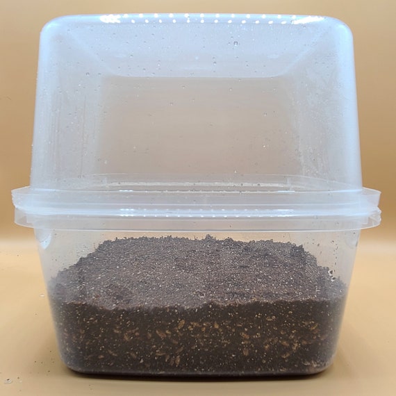 Questions on starting mushroom growing discreetly (preferably the ...