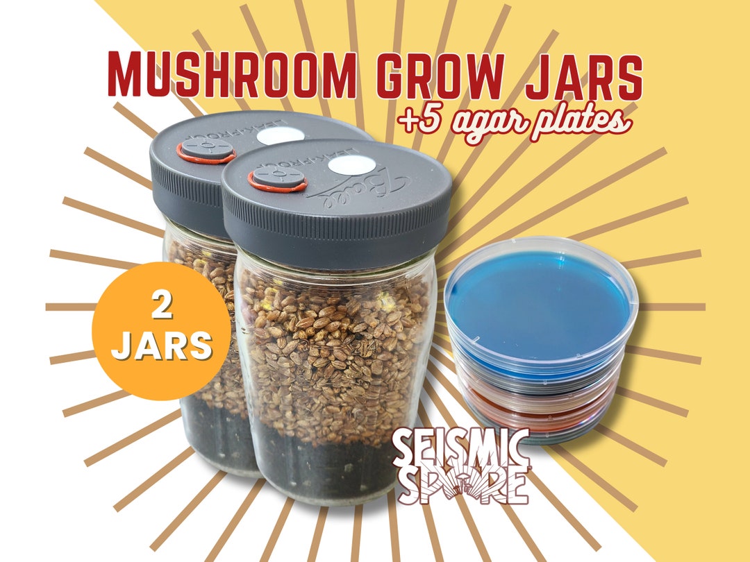 Mushroom Grow Jars (2) + 5 MEA Agar Plates: Organic Rye & CVG - Etsy