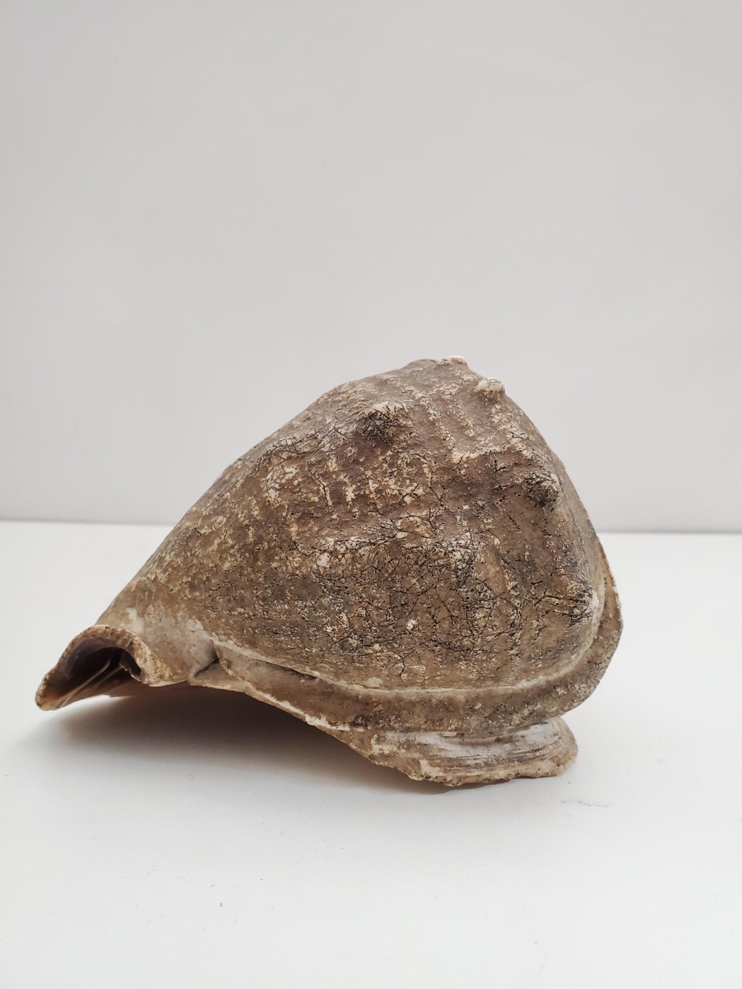 Giant Lambi Conch / Queen Conch / Large Vintage Collectible Shell ...