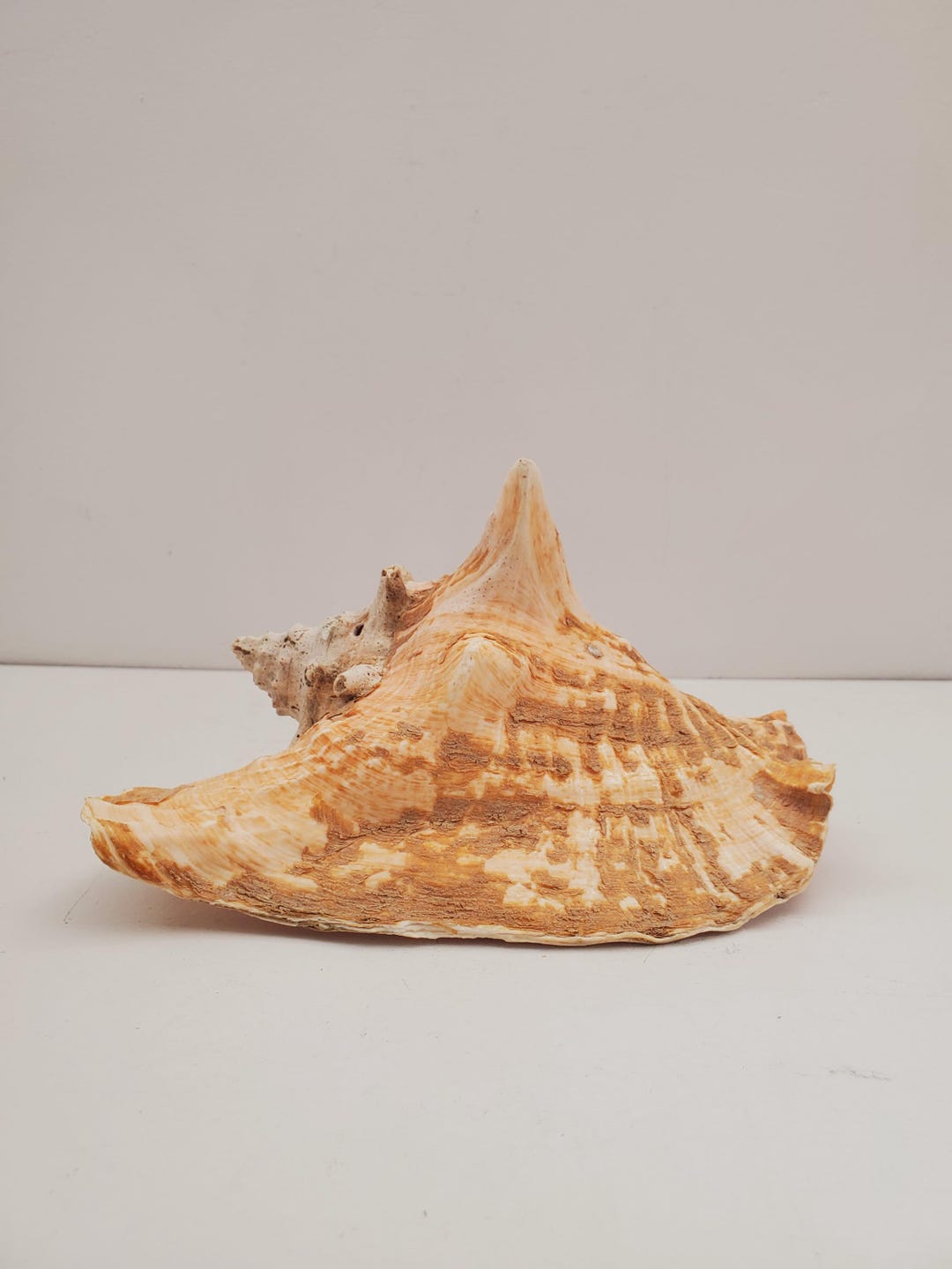 Giant Lambi Conch / Queen Conch / Large Vintage Collectible Shell ...