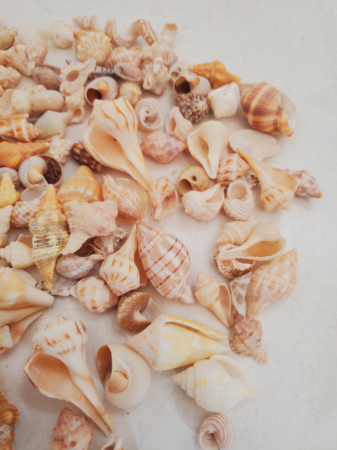 Chula Seashells, Chula Strombus Shells, Brown Chula Shells, Wholesale ...