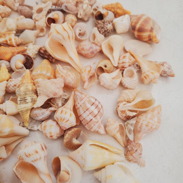Seashell Crafts - Etsy