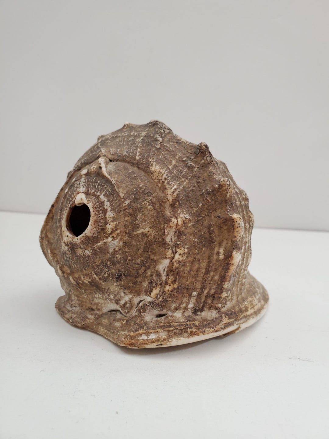 Giant Lambi Conch / Queen Conch / Large Vintage Collectible Shell ...