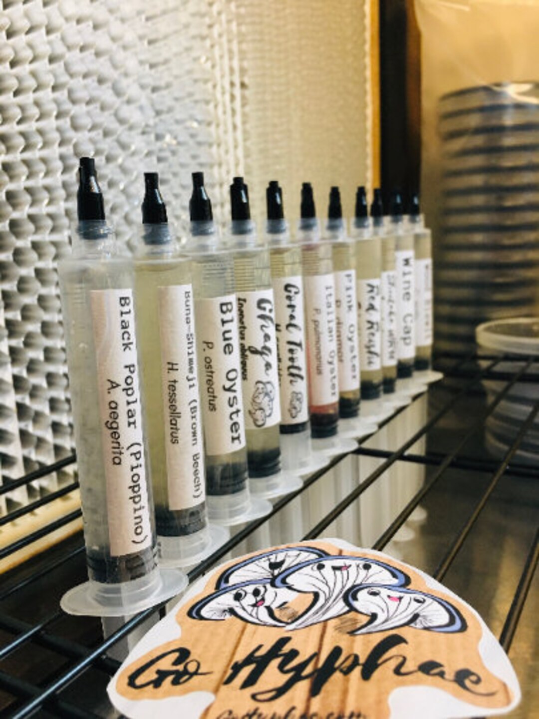 King Oyster Mushroom Liquid Culture (pleurotus Eryngii) - 10ml Syringe ...