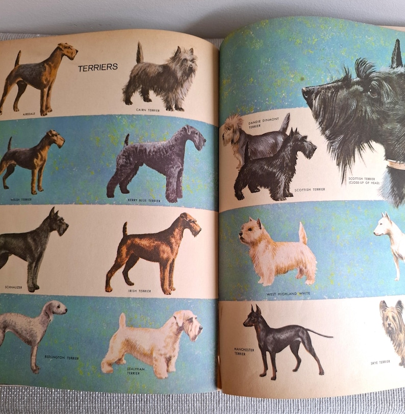 Book of Dogs 1962 by Irving Robbin, Illustrated by William Barrs ...