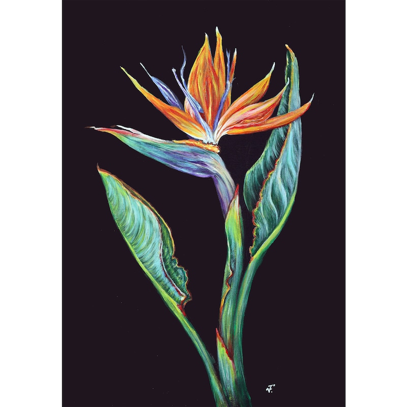 Strelitzia Art - Etsy