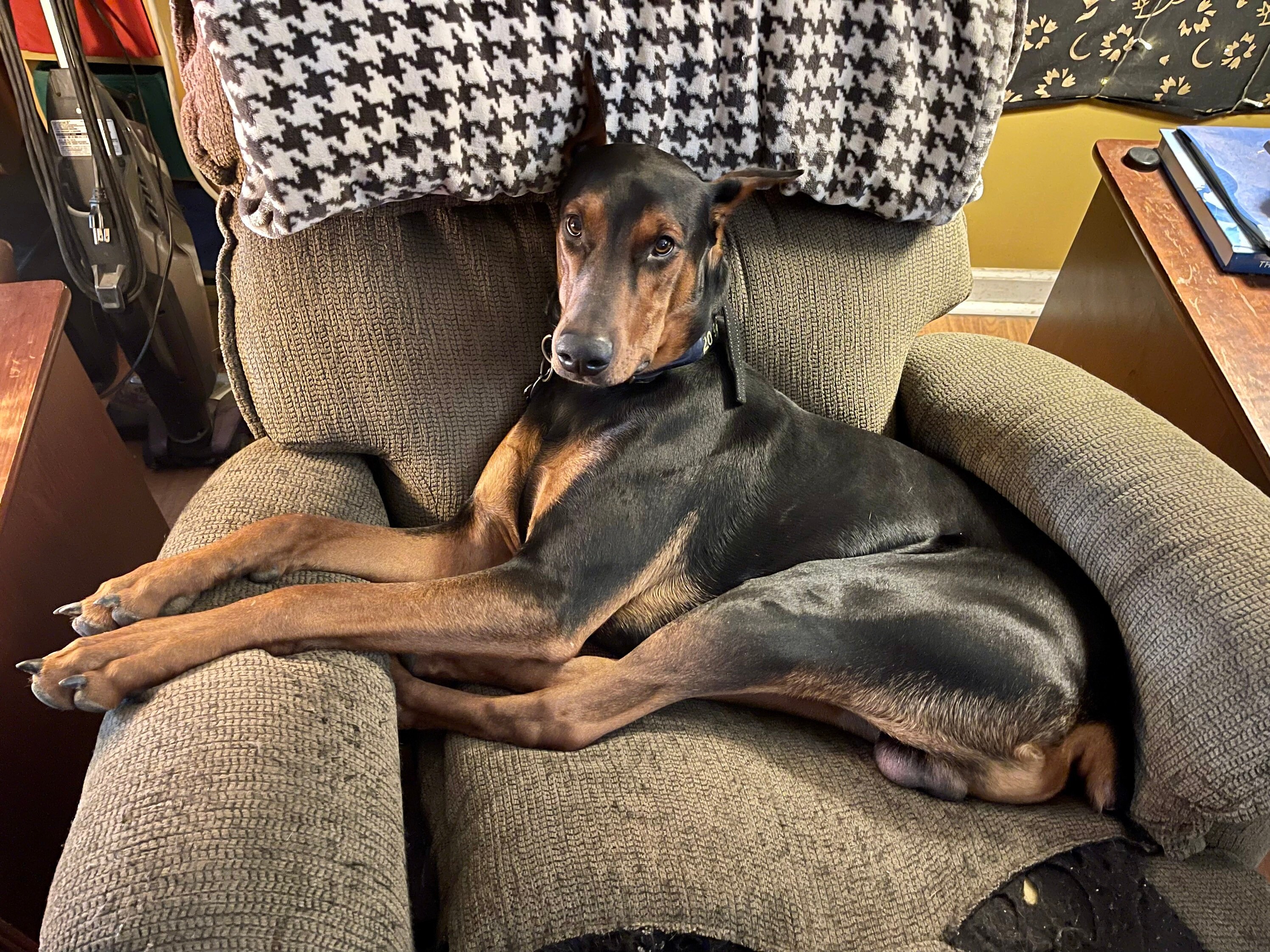 Rabbit Reel ID Clip Badge Holder Retractable Pull Nurse - Etsy