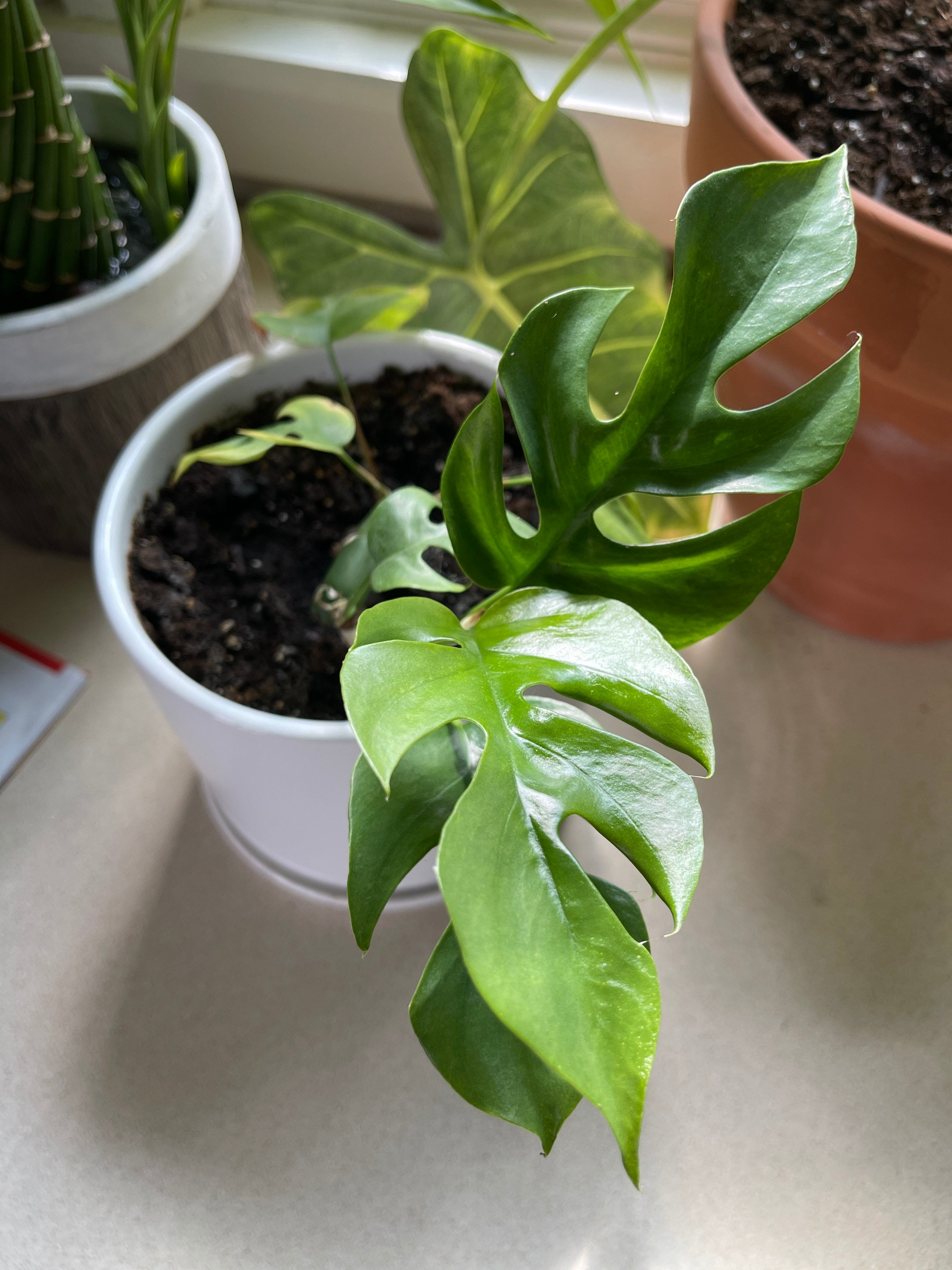 Mini Monstera Cutting With Node monestera Minima - Etsy