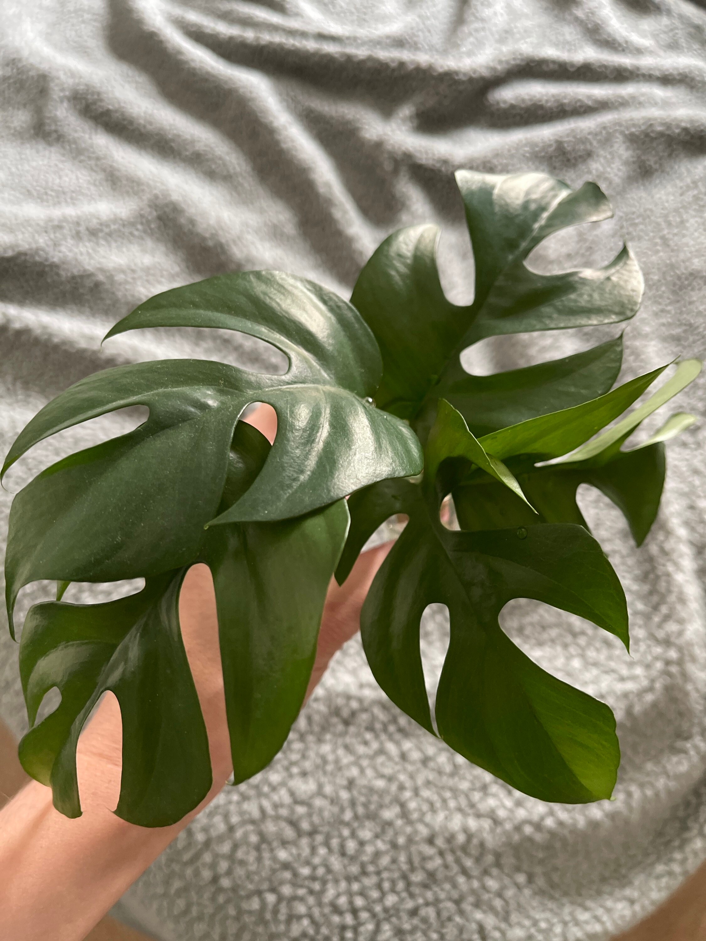 Mini Monstera Cutting With Node monestera Minima - Etsy