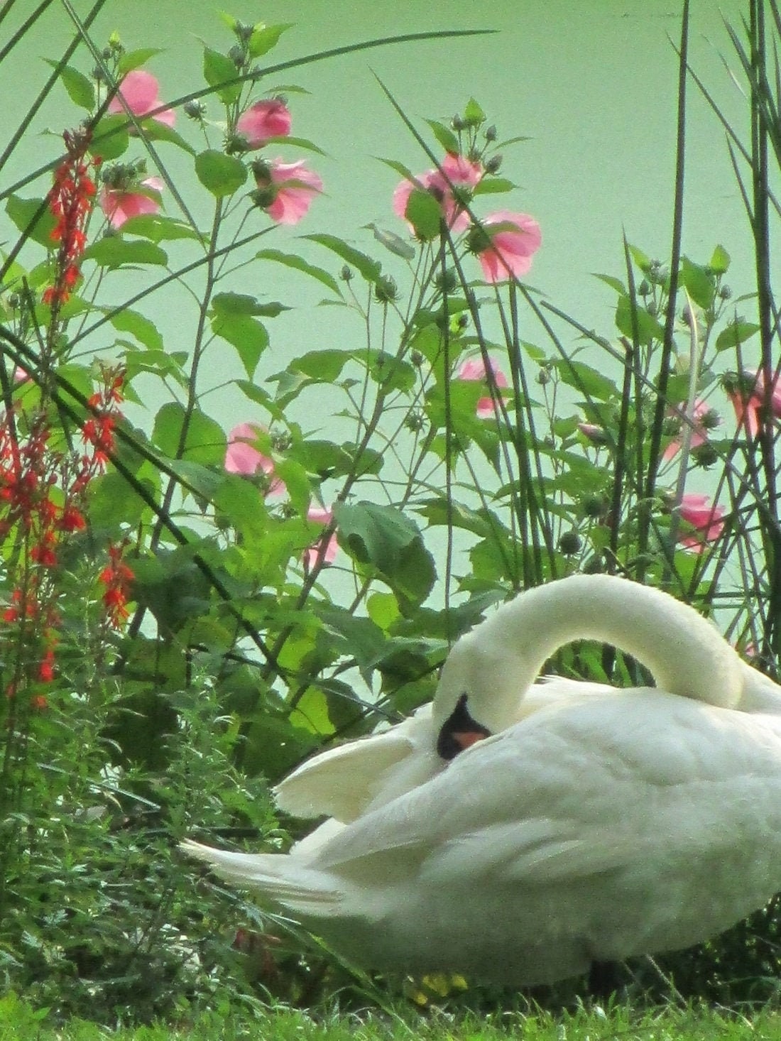 Swan and Rose Mallow, White Swan Photograph, Nature Wall Decor, Nature ...