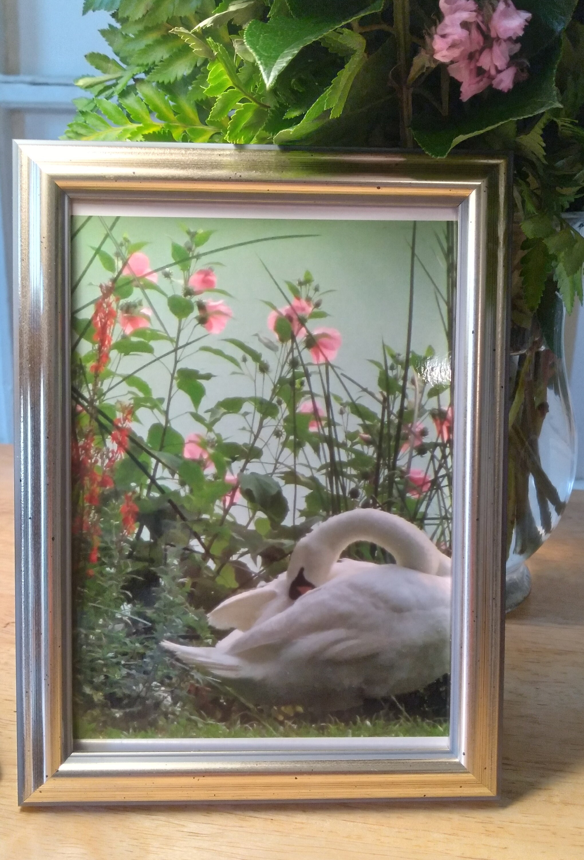 Swan and Rose Mallow, White Swan Photograph, Nature Wall Decor, Nature ...