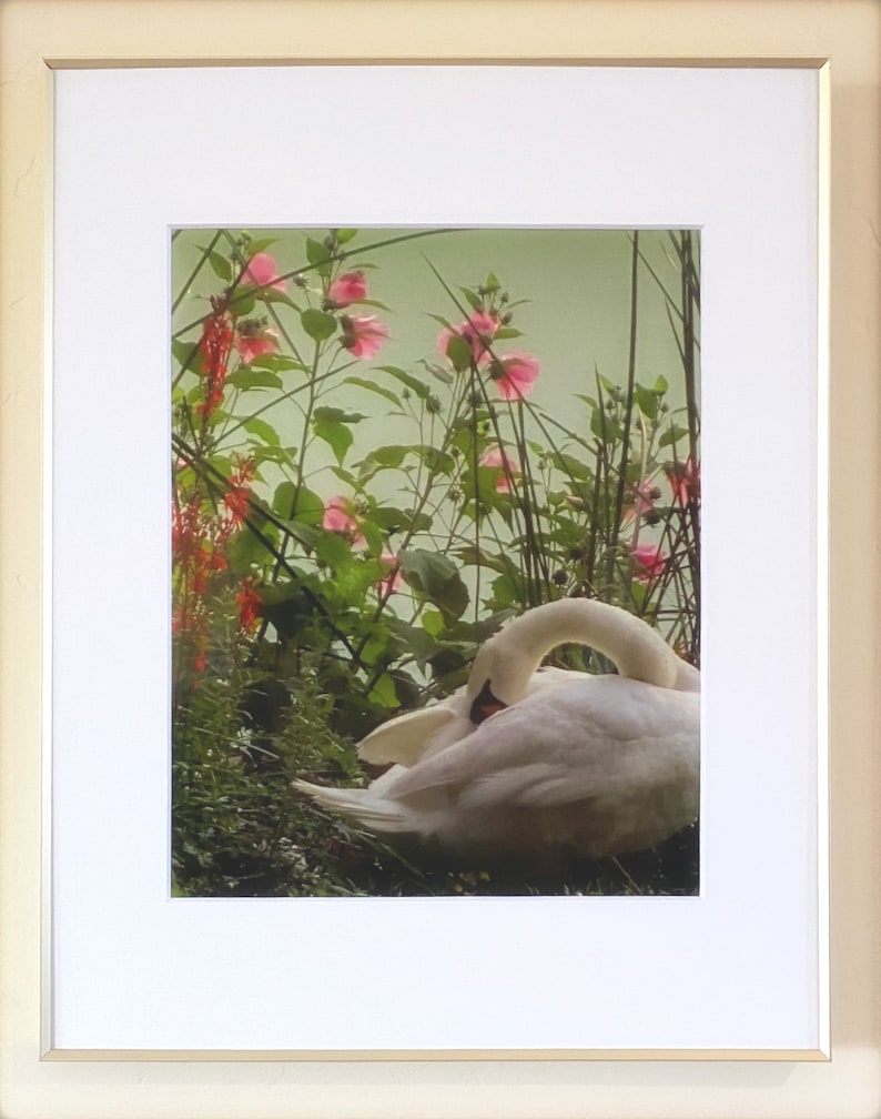 Swan and Rose Mallow, White Swan Photograph, Nature Wall Decor, Nature ...