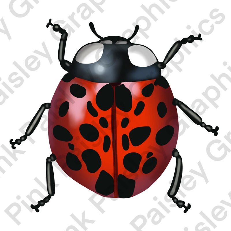 Lady Bug Clip Art - Etsy