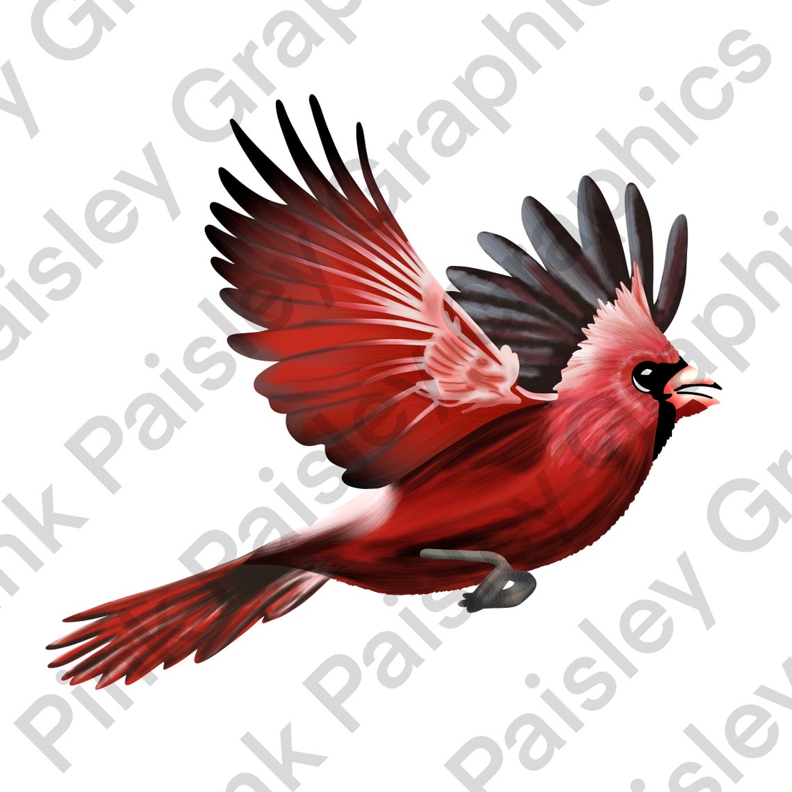 Cardinal Red Bird NC State Bird PNG High Quality Hand Drawn (Download ...