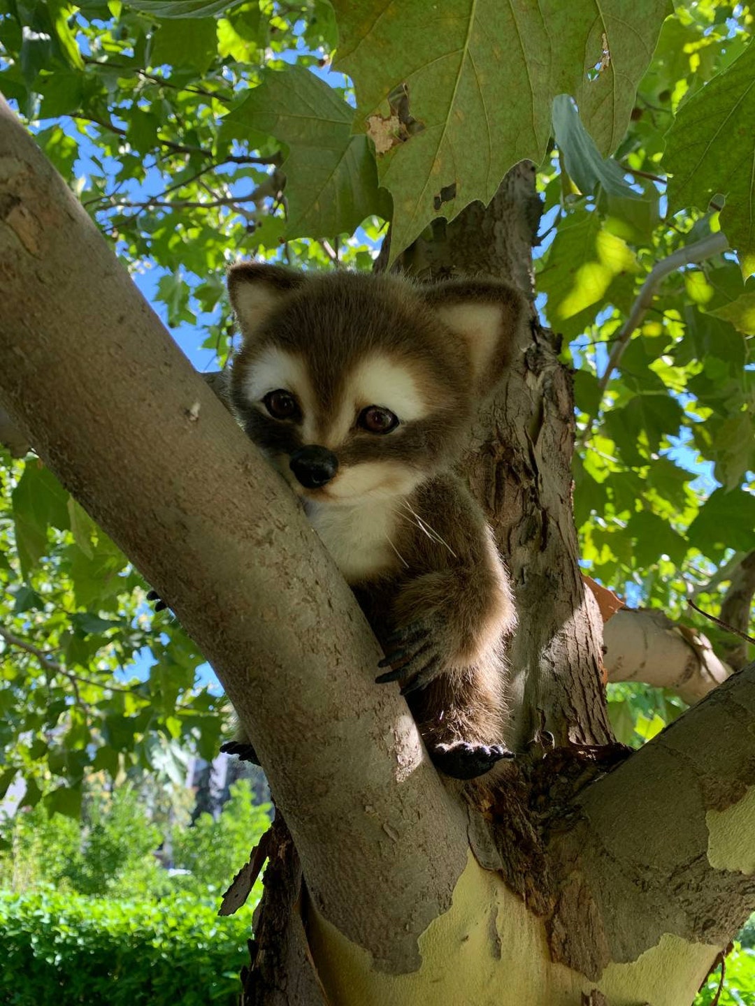 Raccoon Realistic Plush Toy, Plush Raccoon, Animal Portrait, Teddy ...