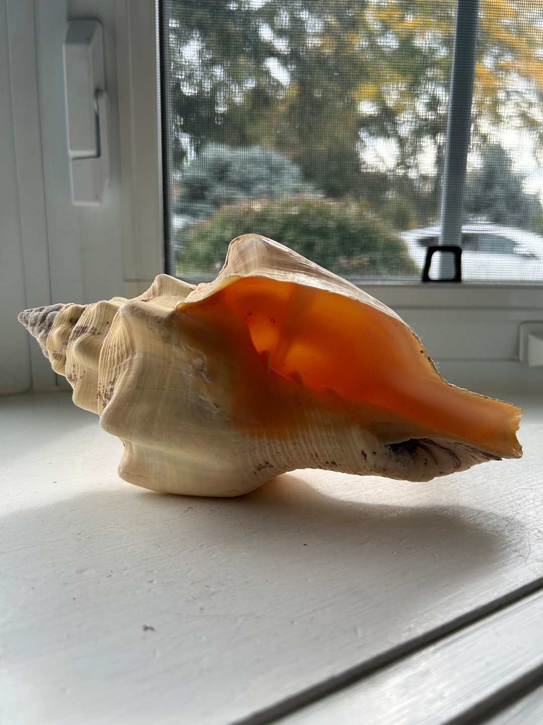 Vintage Conch Shell, Natural Conch Shell , Real Vintage Conch Seashell ...