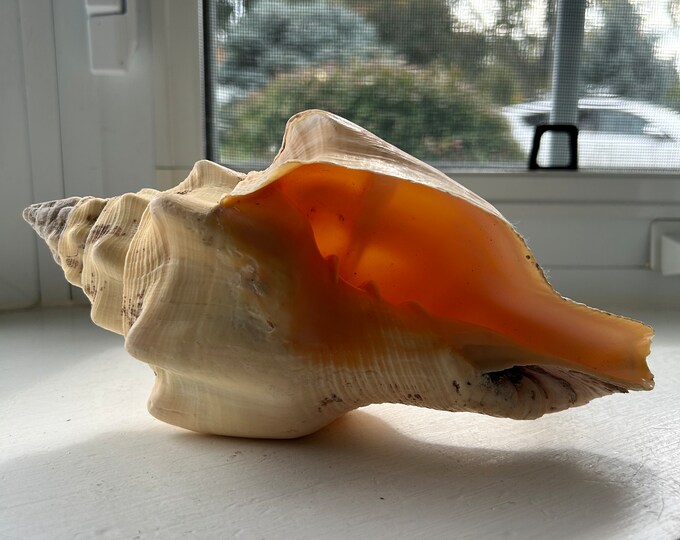 Vintage Conch Shell, Natural Conch Shell , Real Vintage Conch Seashell for Air Plant Planter ...