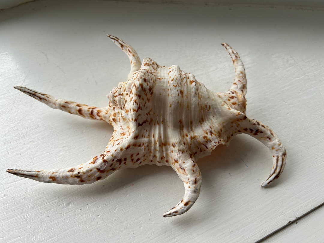Chiragra Spider Shell, Large Harpago Sea Snail, Spider Lambis Shell - Etsy