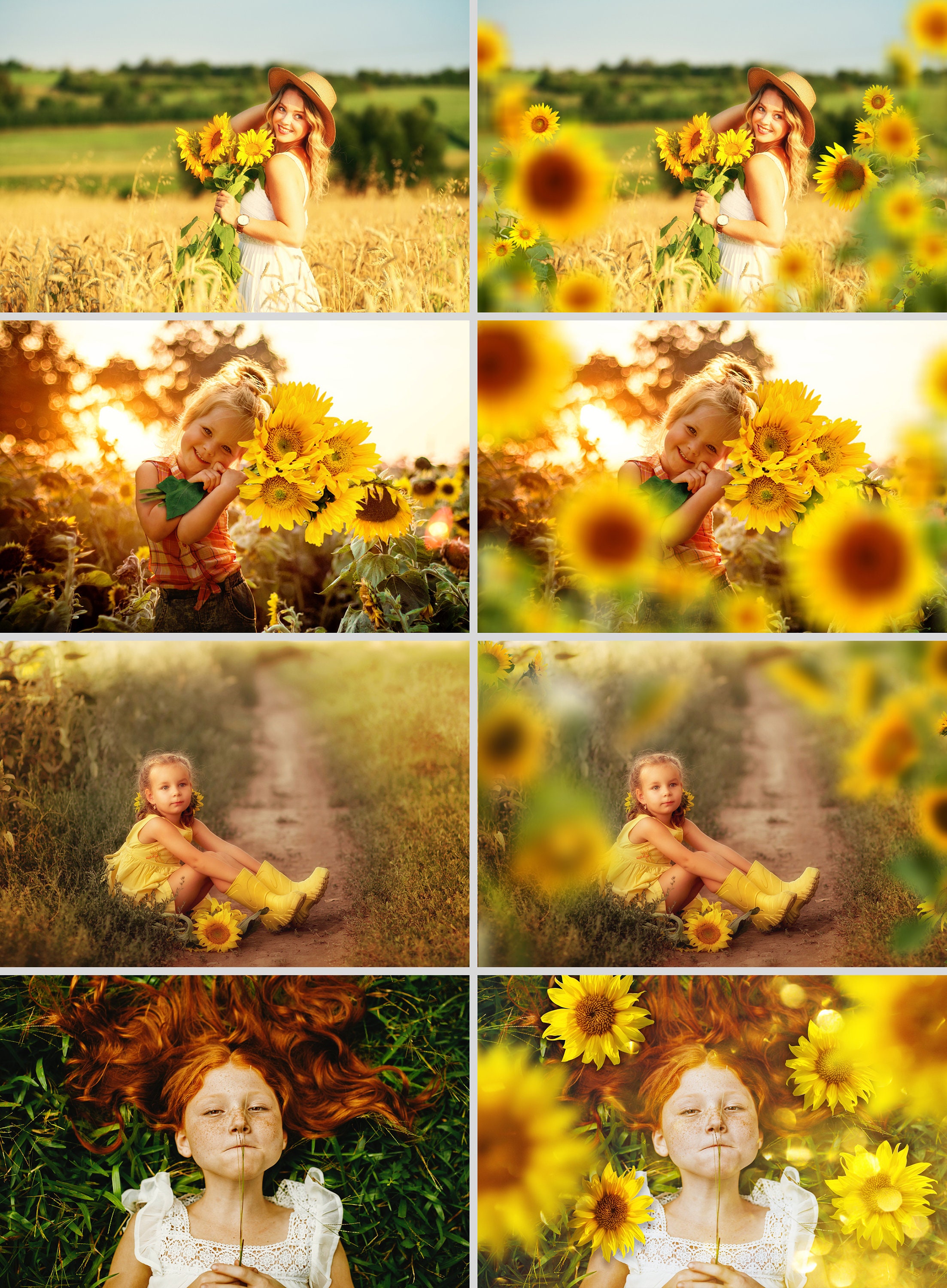 50 Sunflower Photo Overlays, Sunflower Photo, Sunflower Overlays ...