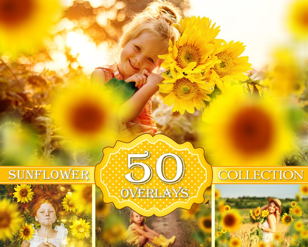 50 Sunflower Photo Overlays, Sunflower Photo, Sunflower Overlays ...